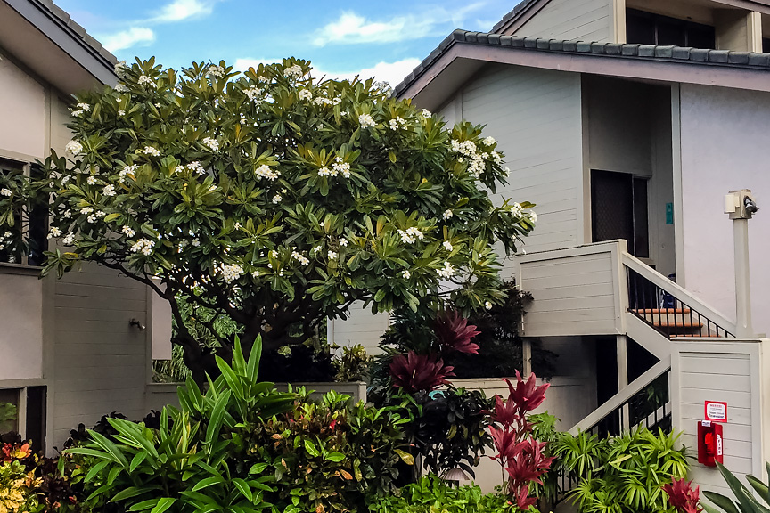 Life After HP - 2/06 - Maui - Kapalua Shoreline Trail, Part 1