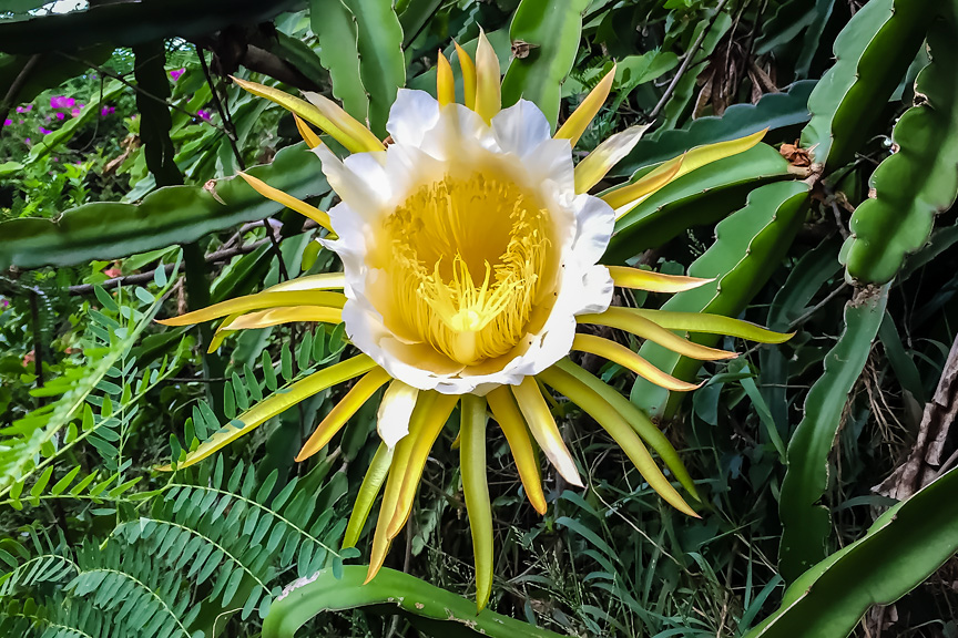 Life After HP - 2/06 - Maui - Kapalua Shoreline Trail, Part 1