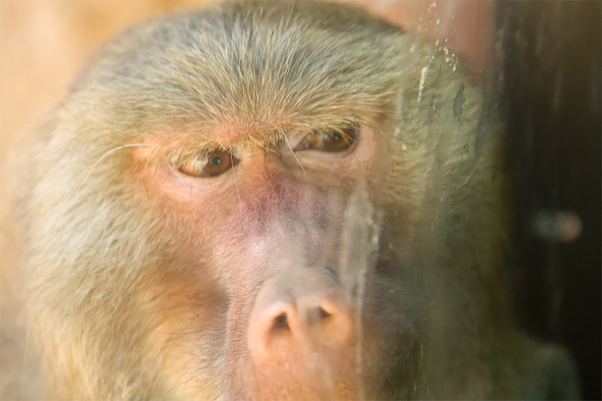 9/10 - Phoenix Zoo, Part 6