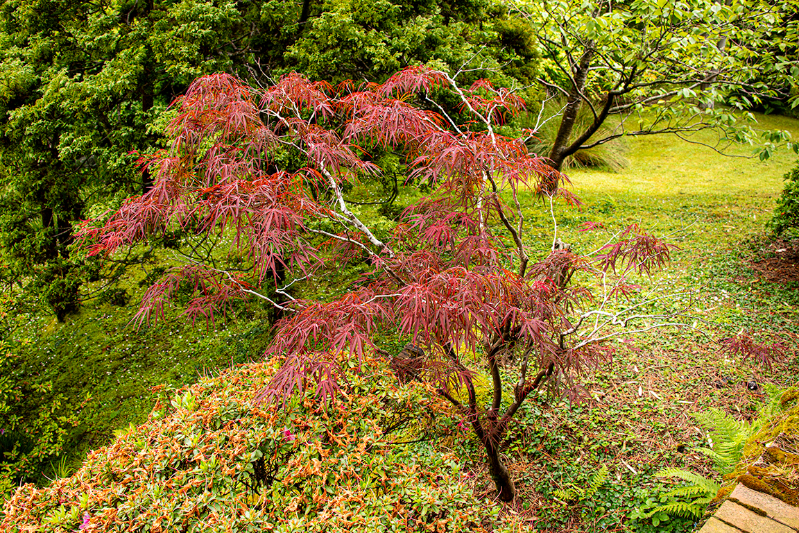 6/24 - Golden Gate Park, Part 2