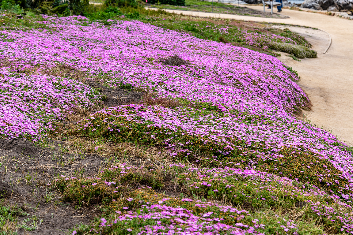 11/25 - Pacific Grove